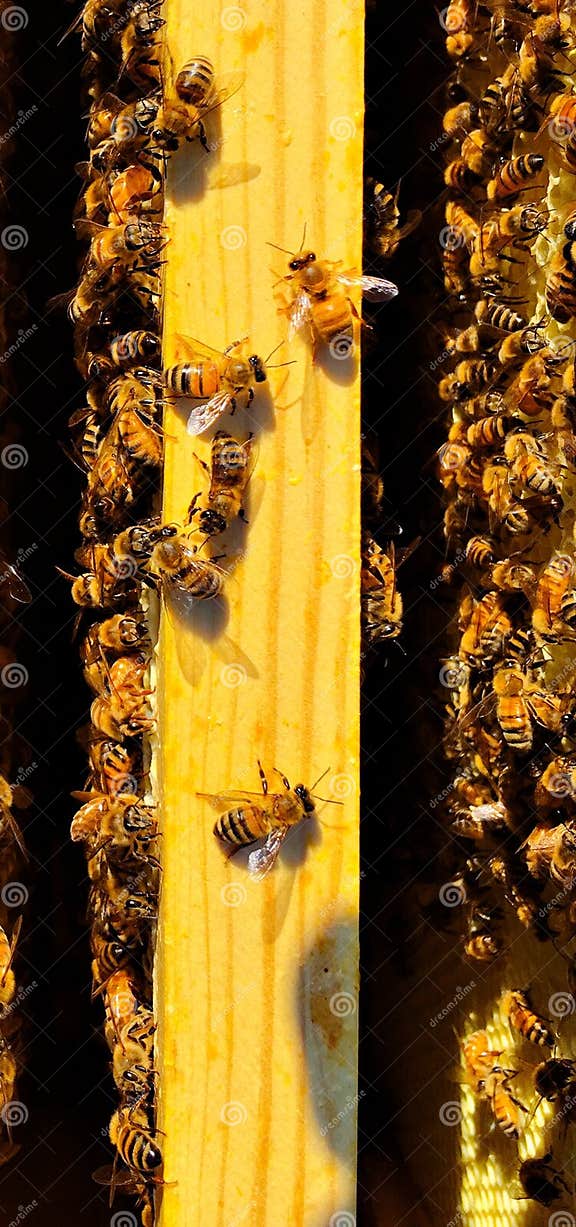 Honey bees on frames stock image. Image of apiary, frames - 119594641
