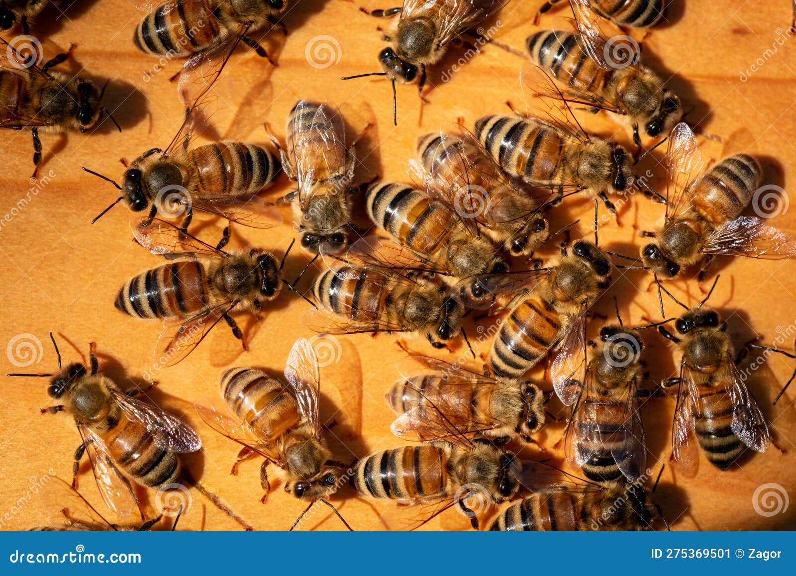 Honey bees at work stock image. Image of honey, pollen - 275369501