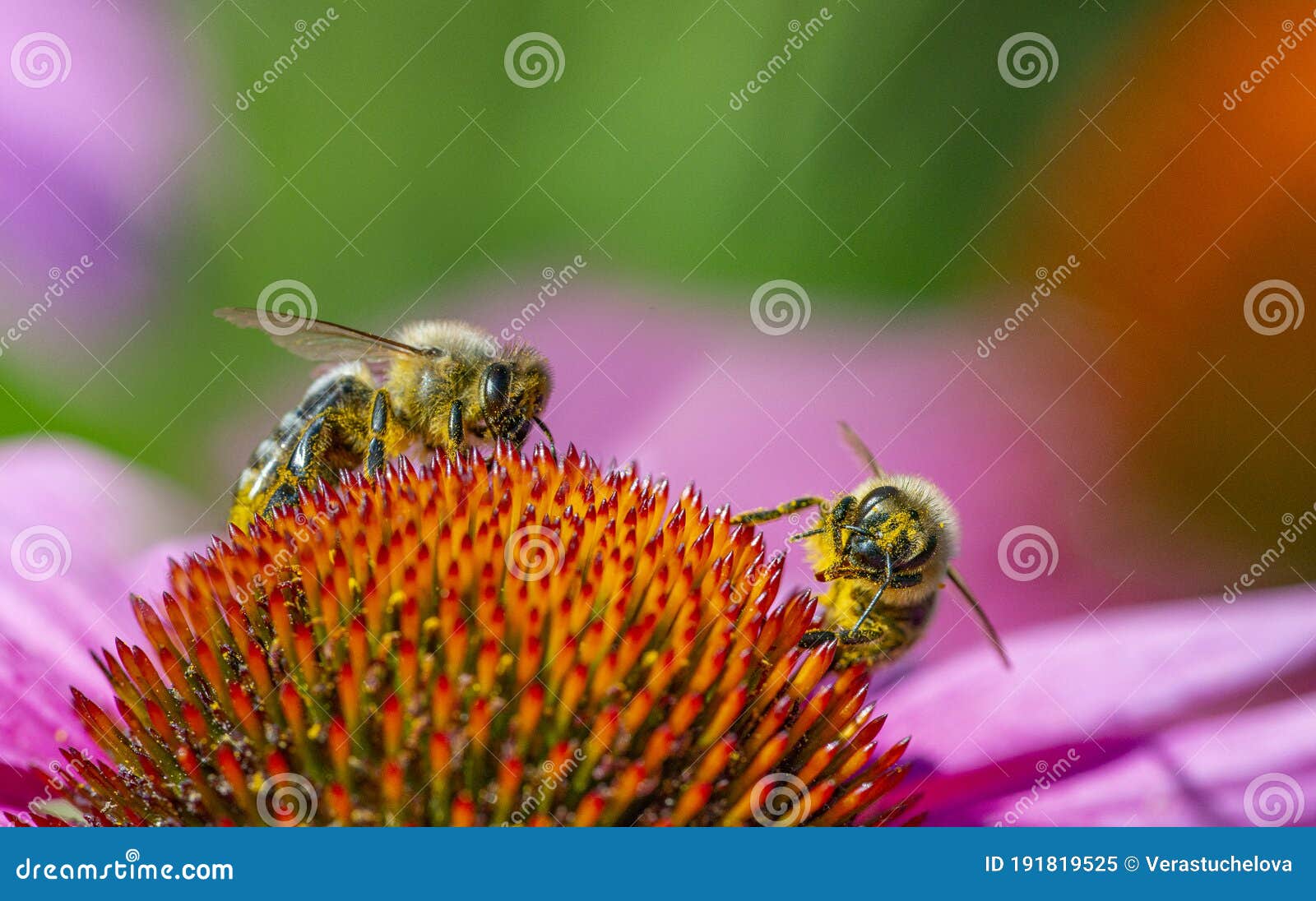 Honey bees in the garden stock image. Image of animal - 191819525