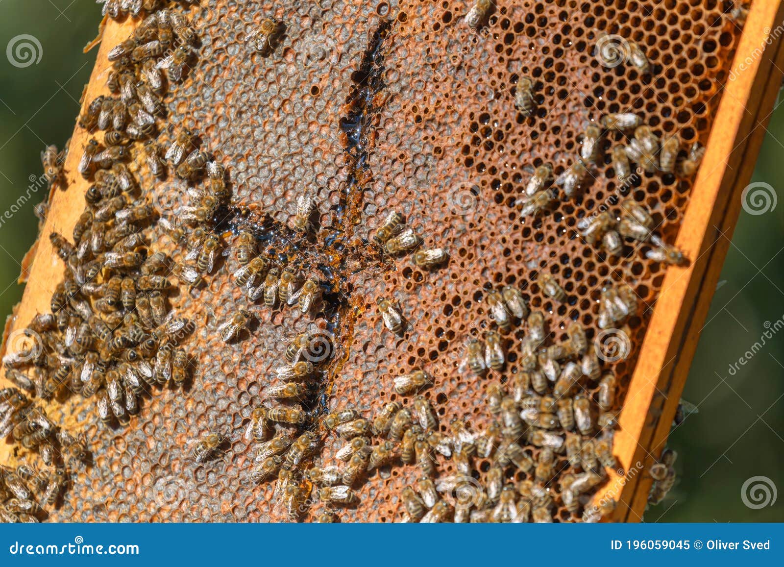 Honey Bees on a Hive Cluster Stock Image - Image of peaceful, food ...