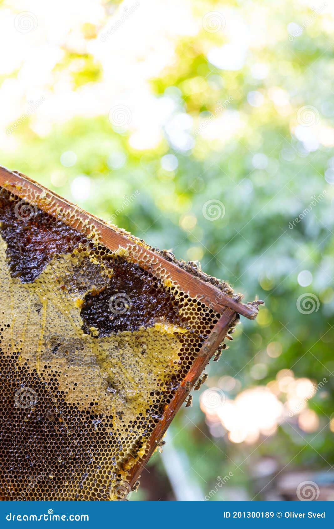 Honey Bees on a Hive Cluster Stock Image - Image of collection ...