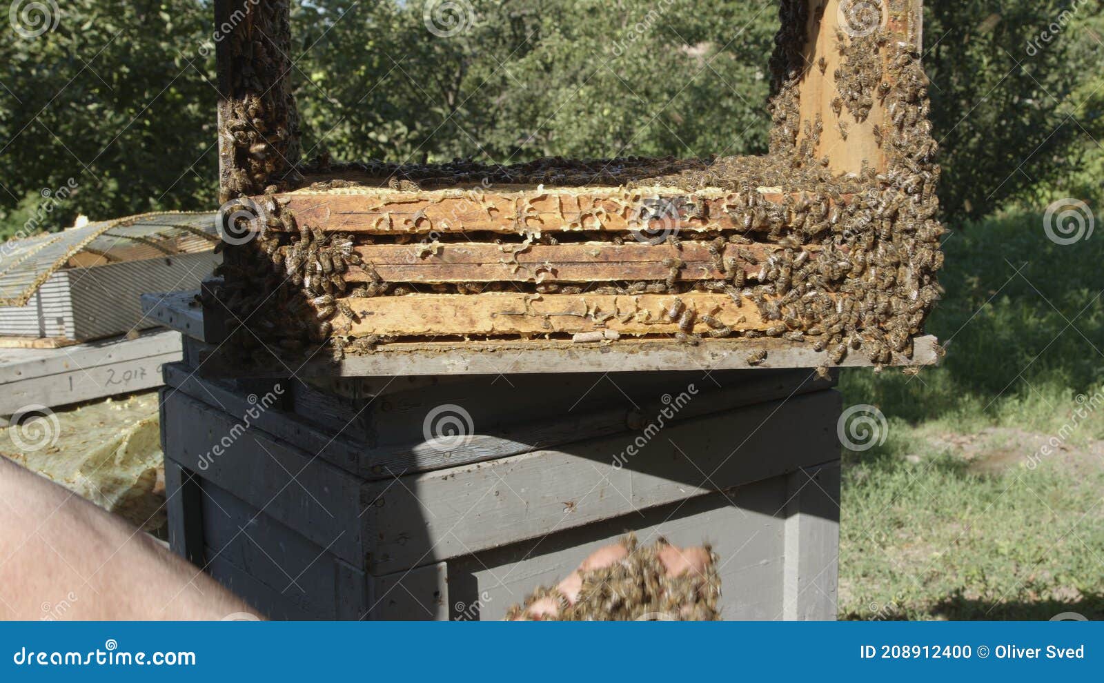 Honey Bees on a Hive Cluster Stock Photo - Image of frame, beekeeper ...