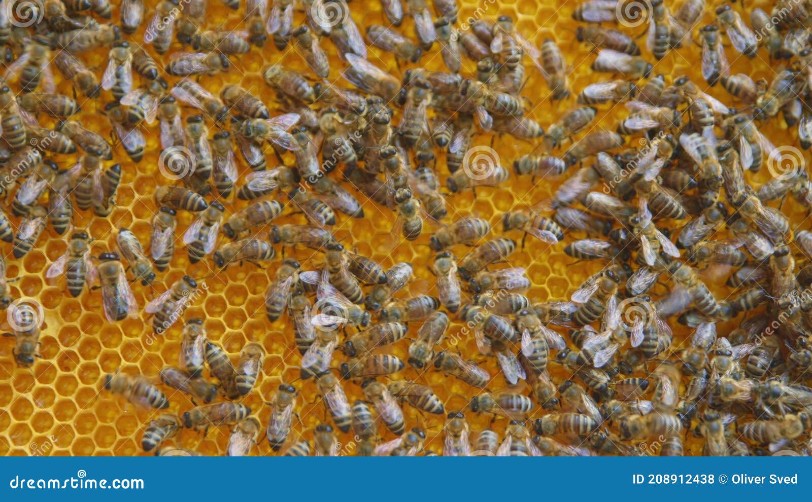 Honey Bees on a Hive Cluster Stock Photo - Image of yard, nectar: 208912438