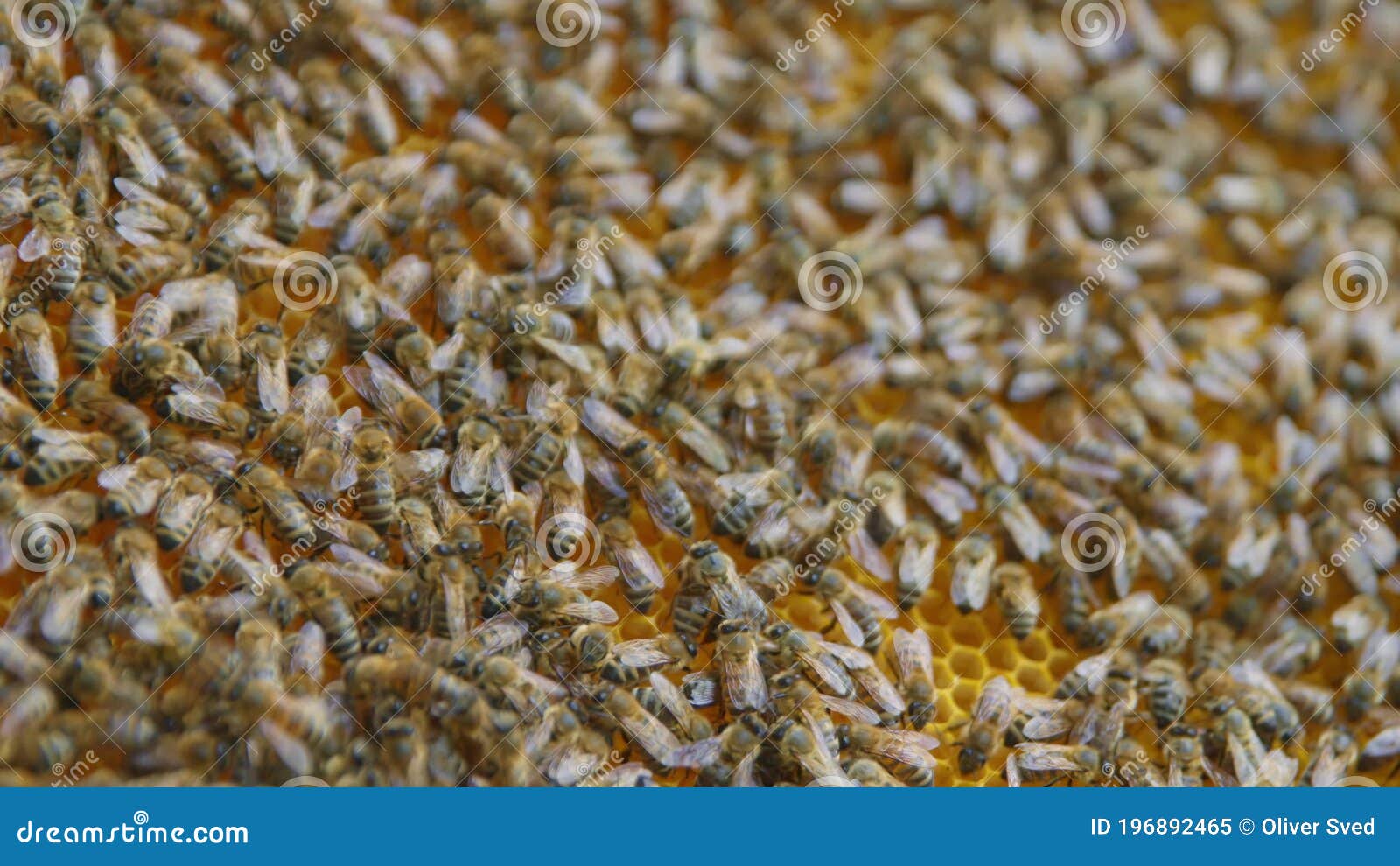 Honey Bees on a Hive Cluster Stock Video - Video of collection, apis ...
