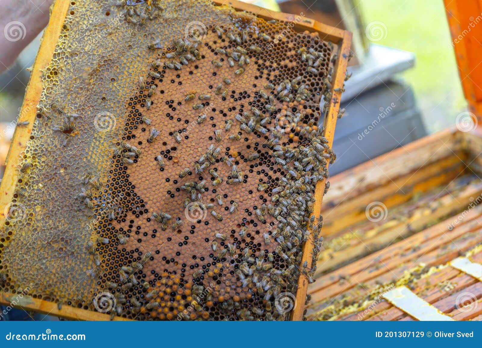 Honey Bees on a Hive Cluster Stock Image - Image of beekeeping, frame ...
