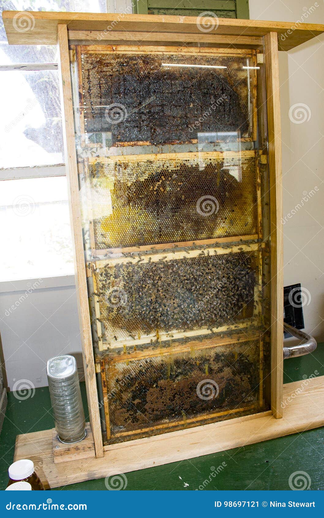 Honey Bees in Hive in Honeycomb Stock Image - Image of hive, display ...