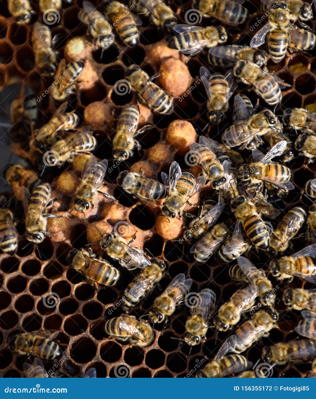 Honey on the home apiary stock photo. Image of beehive - 156355172