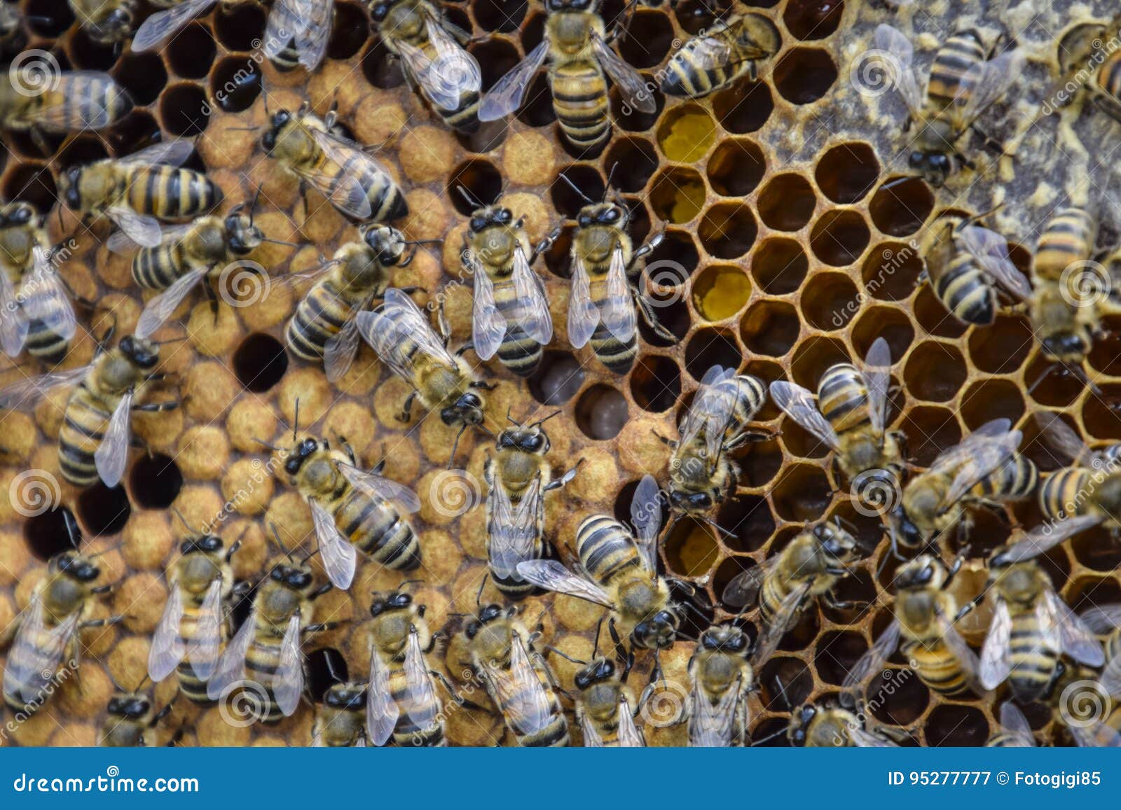Honey Bees on the Home Apiary Stock Image - Image of colony, insect ...