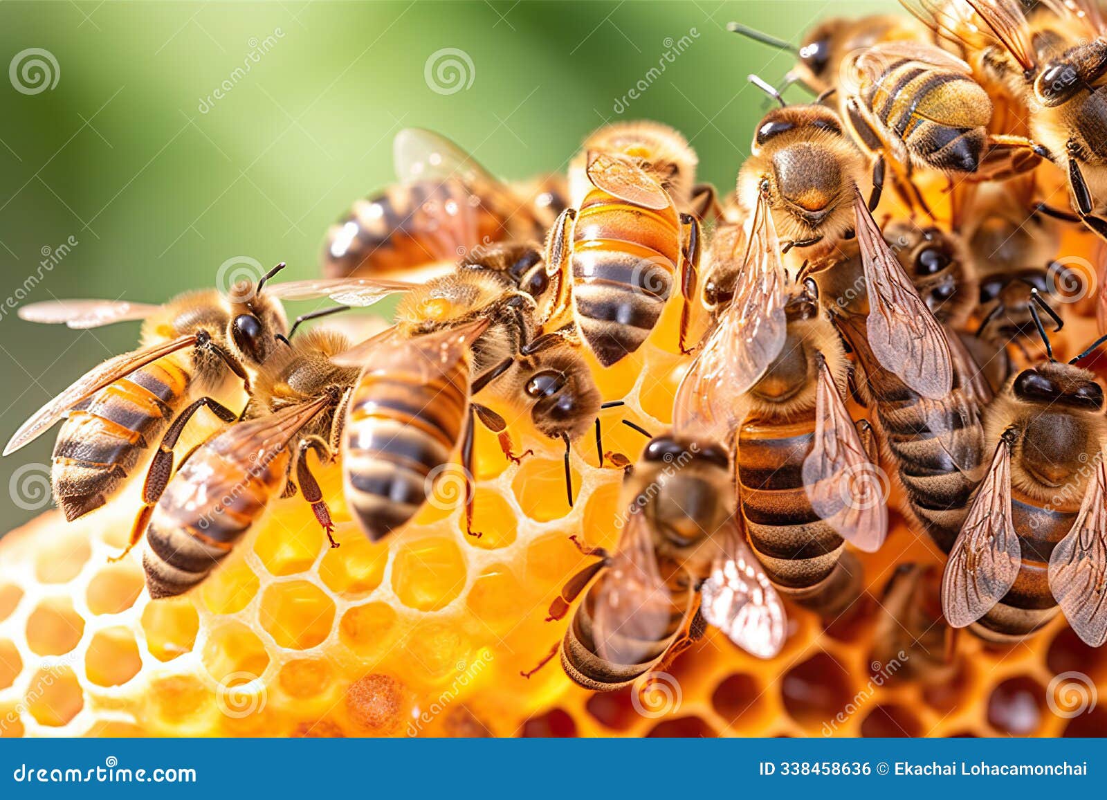 Honey Bees on Honeycomb Busy Apiary Buzzing with Summertime Activity ...