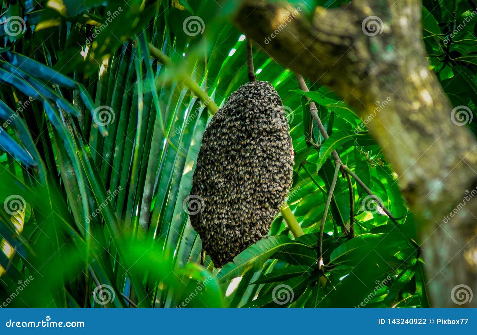 Honey bees at honeycomb stock photo. Image of animal - 143240922