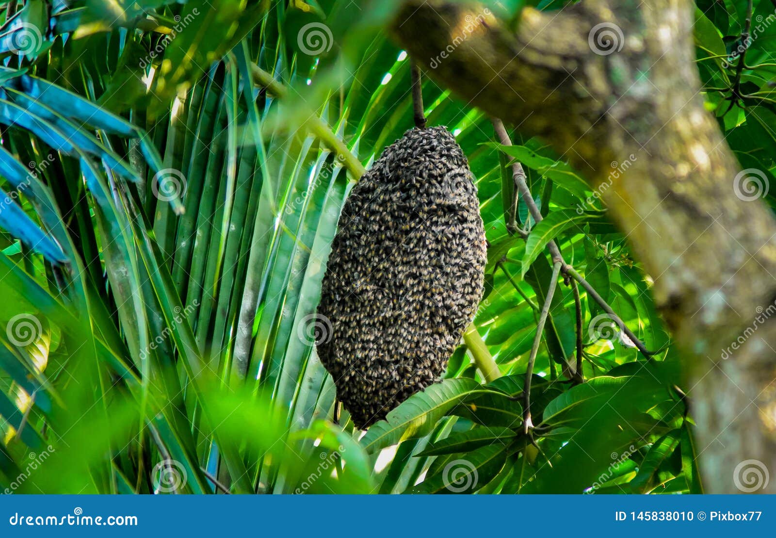 Honey bees at honeycomb stock photo. Image of leaf, sweet - 145838010