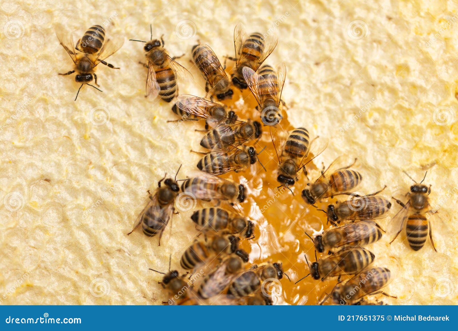 Honey Bees on Honeycomb at Work in Hive Stock Image - Image of animal ...