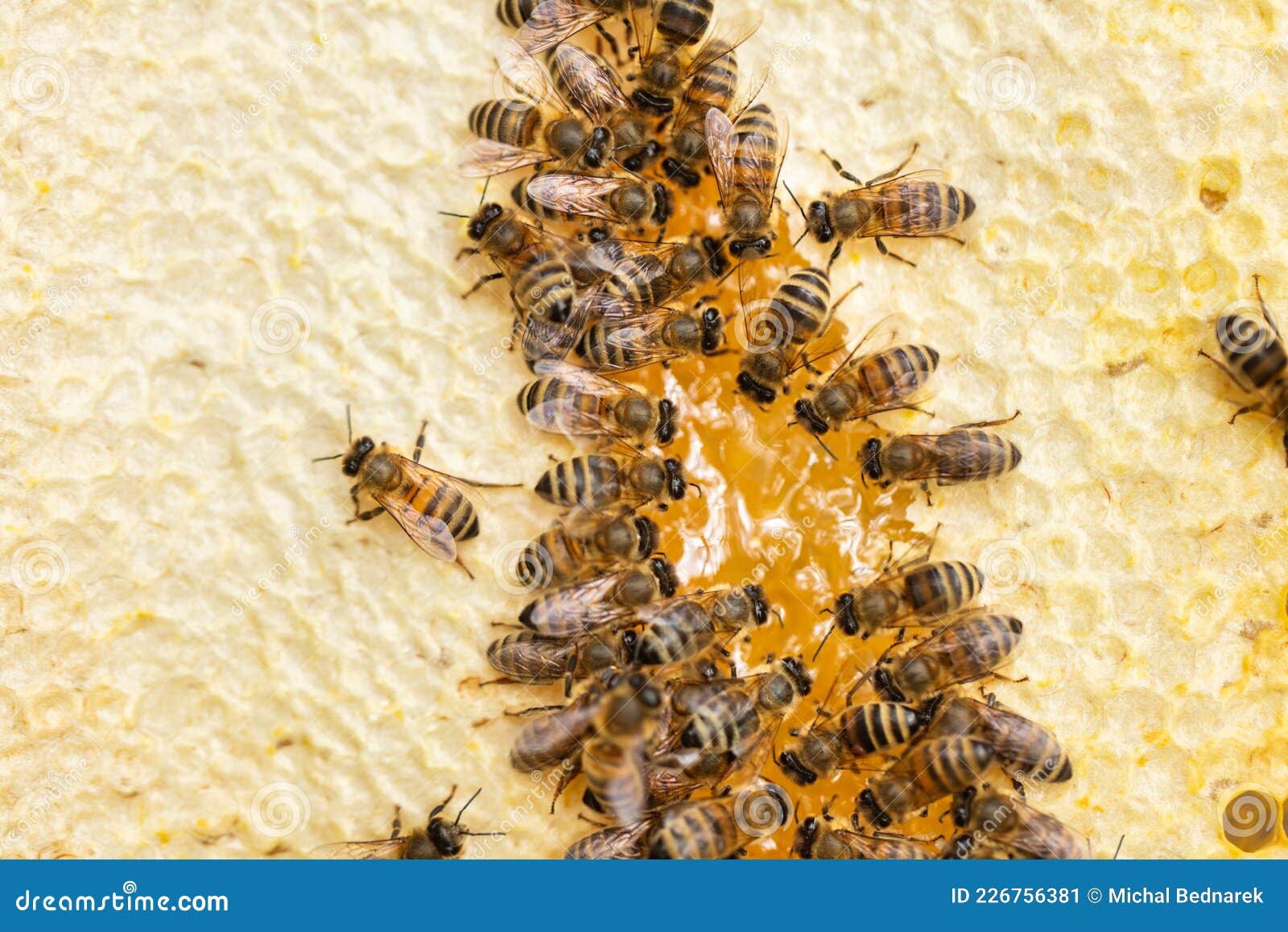 Honey Bees on Honeycomb at Work in Hive Stock Image - Image of beehive ...