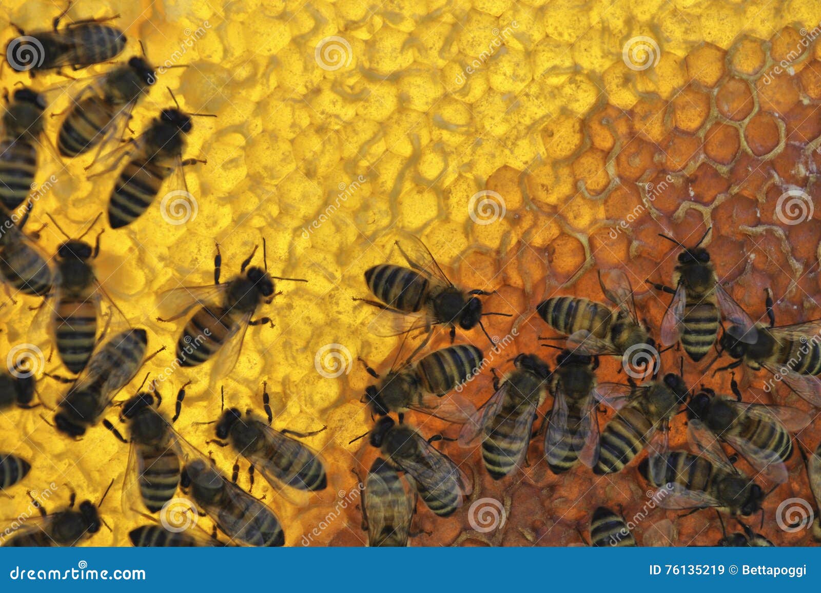 Honey bees on honeycomb stock image. Image of natural - 76135219