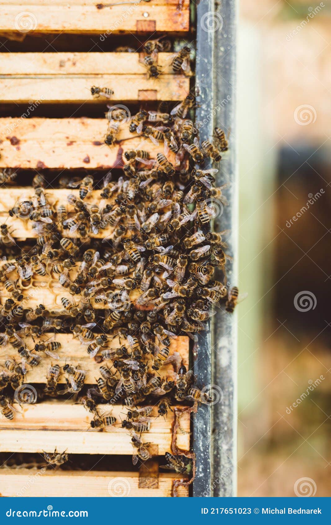 Honey Bees Inside Their Hive Stock Image - Image of hive, honeybee ...