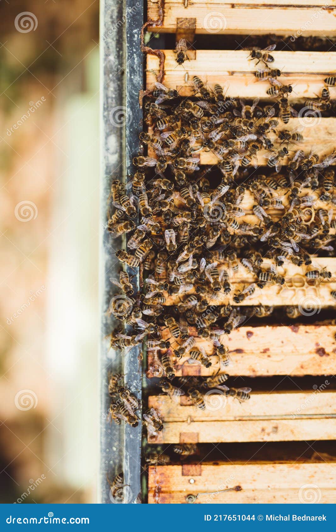 Bees Inside A Beehive With The Queen Bee In The Middle. Queen Bee Lays ...