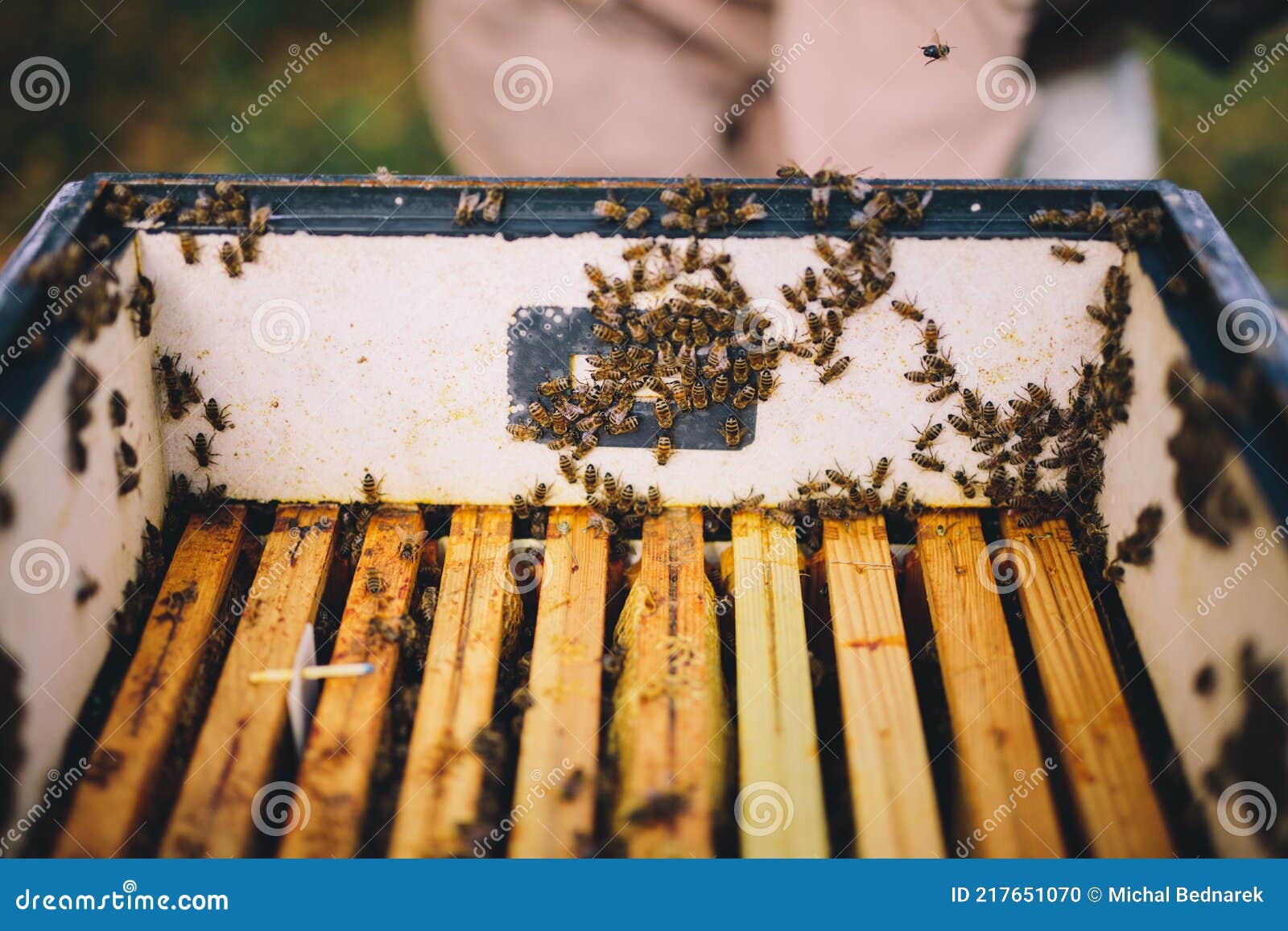 Honey Bees Inside Their Hive Stock Photo - Image of inside, beekeeper ...