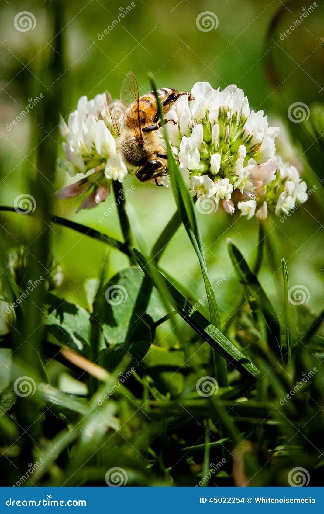 Bees Iv Stock Photos - Free & Royalty-Free Stock Photos from Dreamstime
