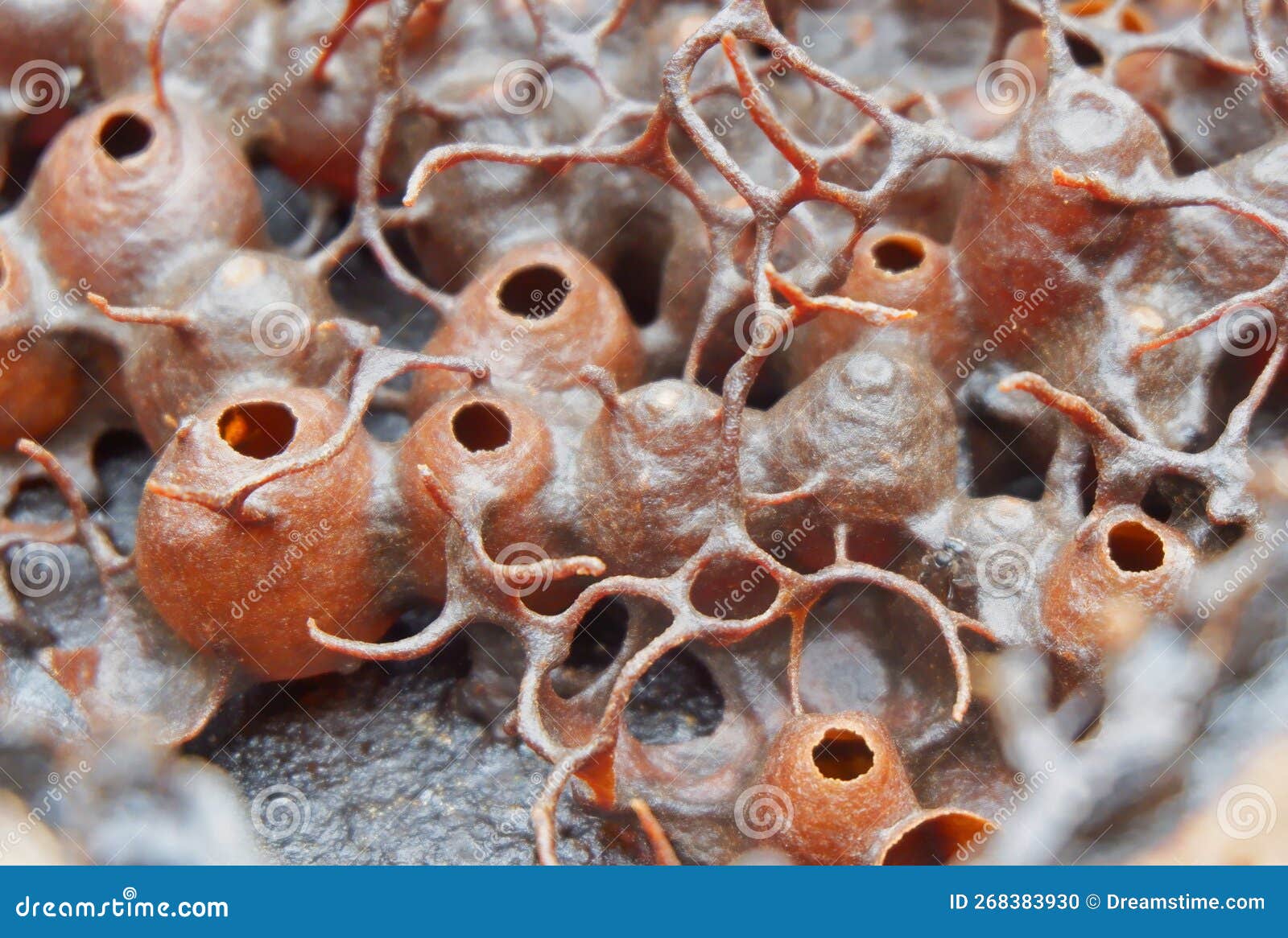 Honey bees kelulut stock photo. Image of kelulut, plant - 268383930