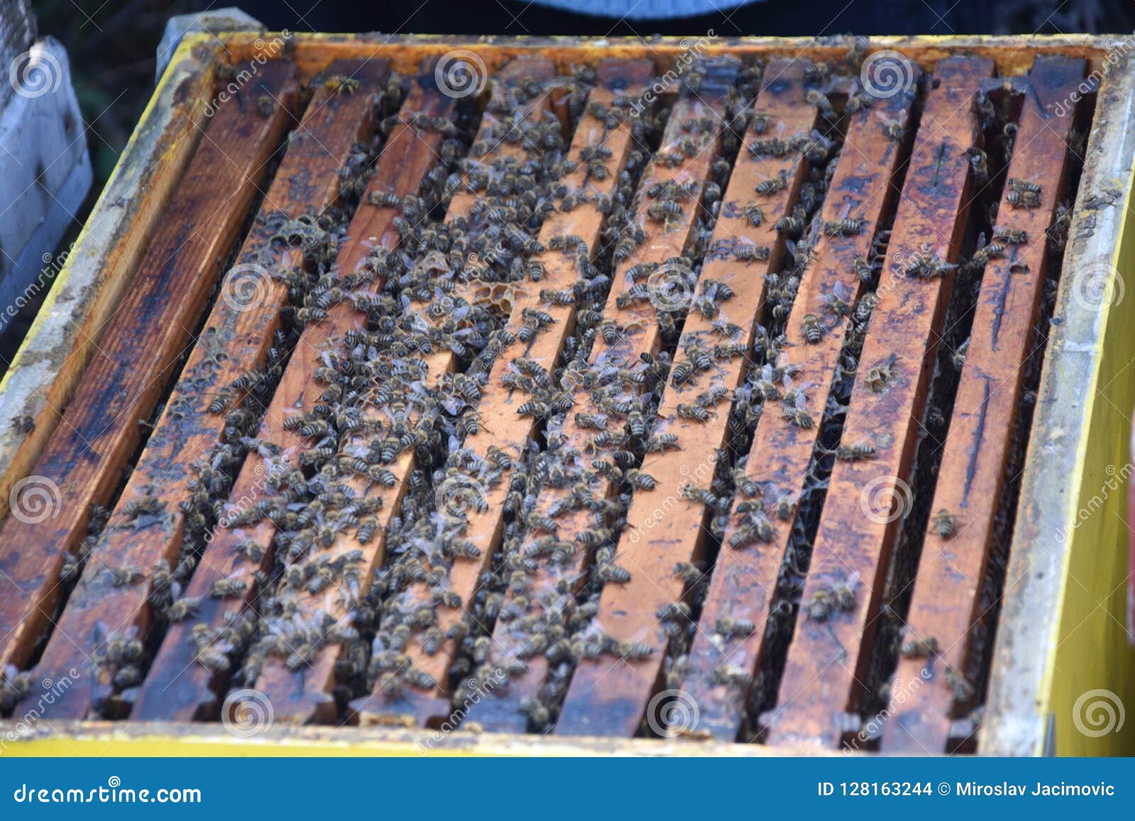 Honey Bees Kept in a Bee Box Stock Photo - Image of beekeeping, keeping ...