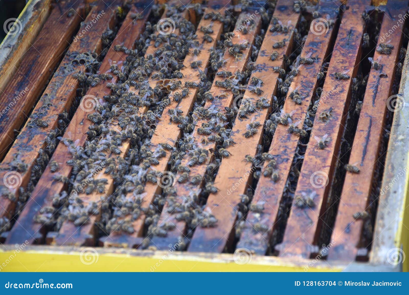 Honey Bees Kept in a Bee Box Stock Photo - Image of beauty, bees: 128163704