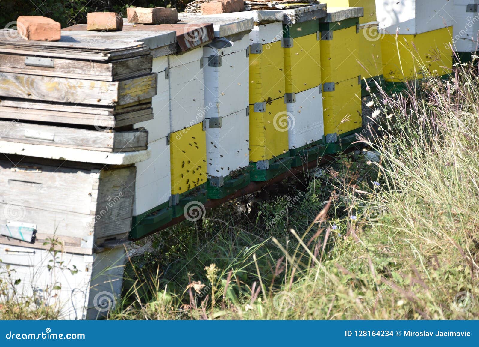 Honey Bees Kept in a Bee Box Stock Photo - Image of farm, keeper: 128164234
