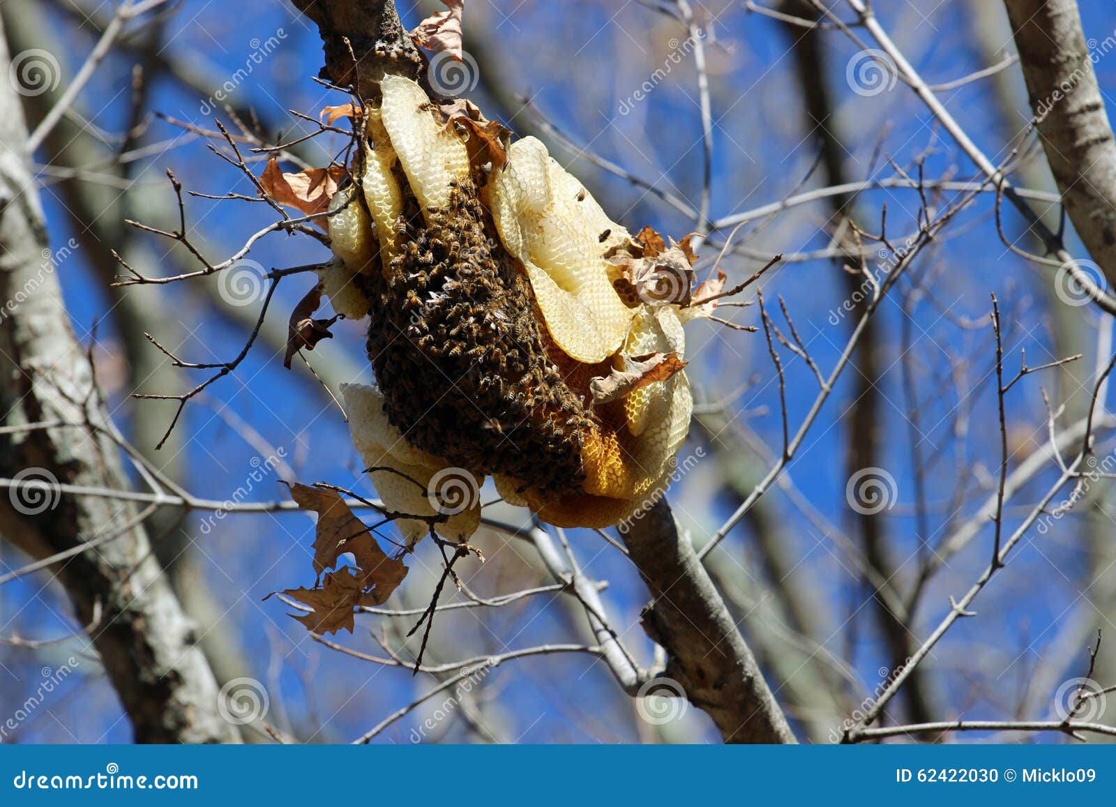 Honey bees stock photo. Image of limbs, tree, branches - 62422030