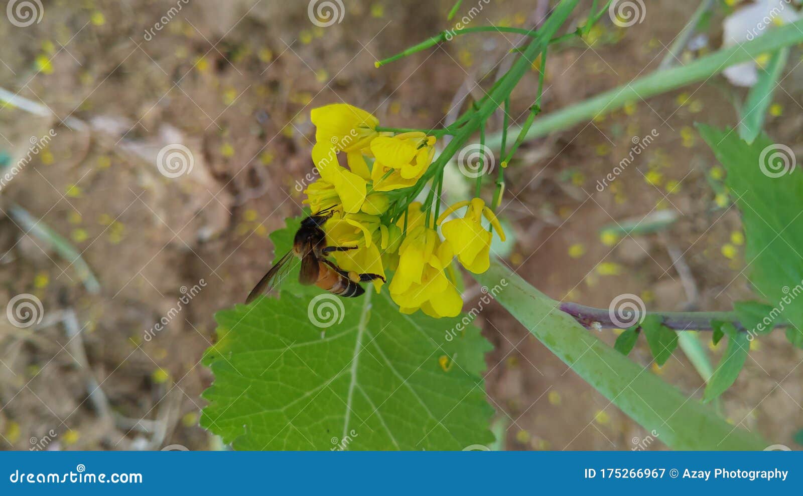 Honey Bees on the Mustard Flowers Field Stock Image - Image of branch ...