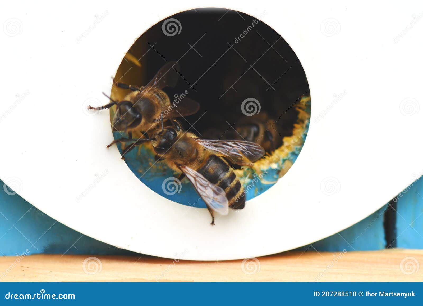 Honey Bees in the Opening of the Beehive Stock Photo - Image of working ...
