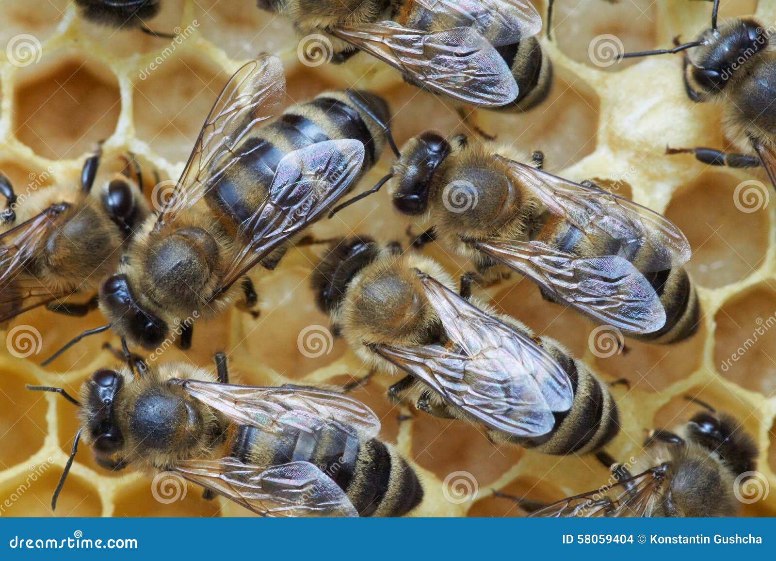 Honey bees over larva stock photo. Image of organic, farm - 58059404