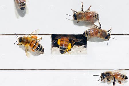 Honey Bees Packing Pollen stock photo. Image of honeybee - 5058726