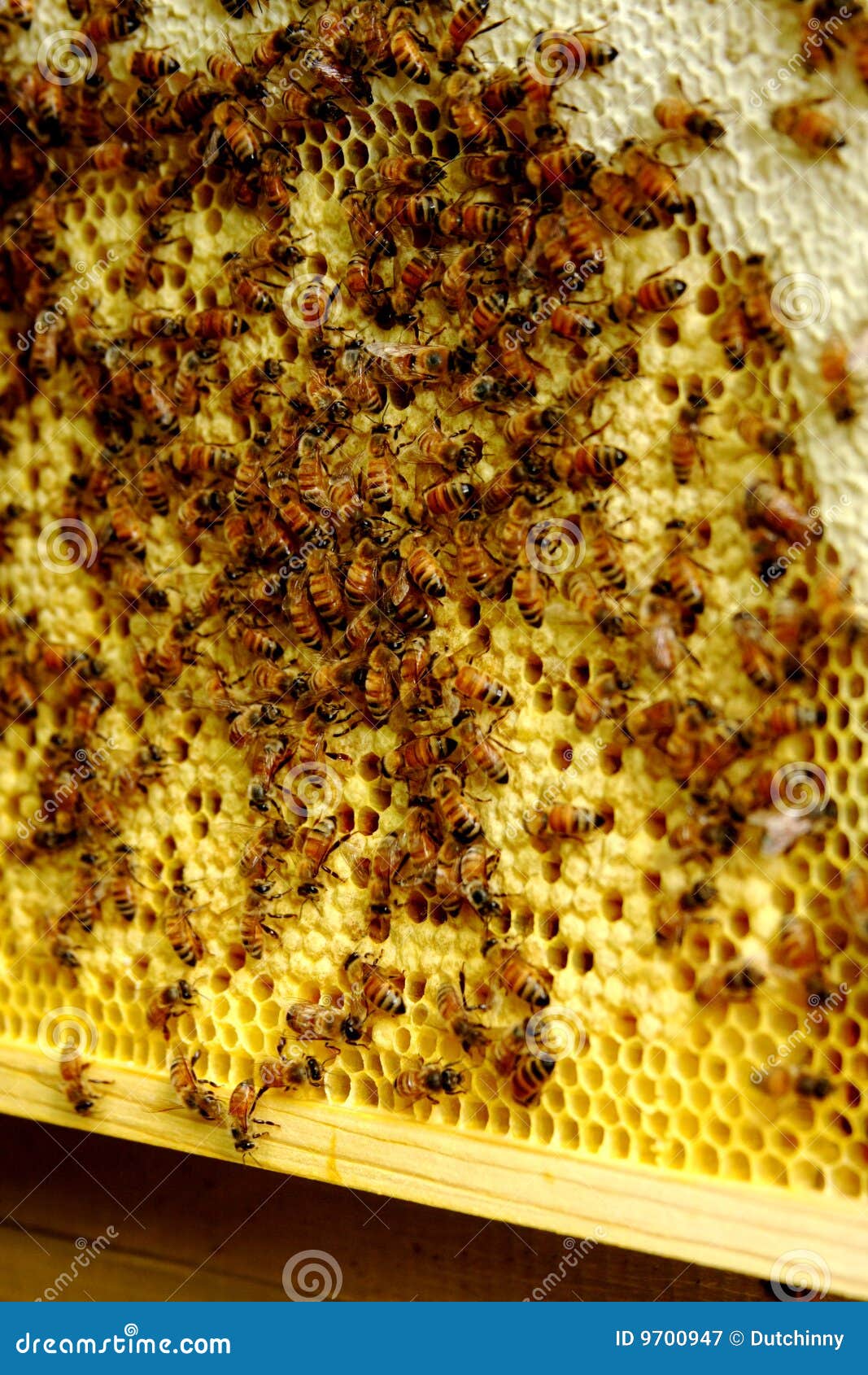 Honey bees and panel stock image. Image of receptacle - 9700947