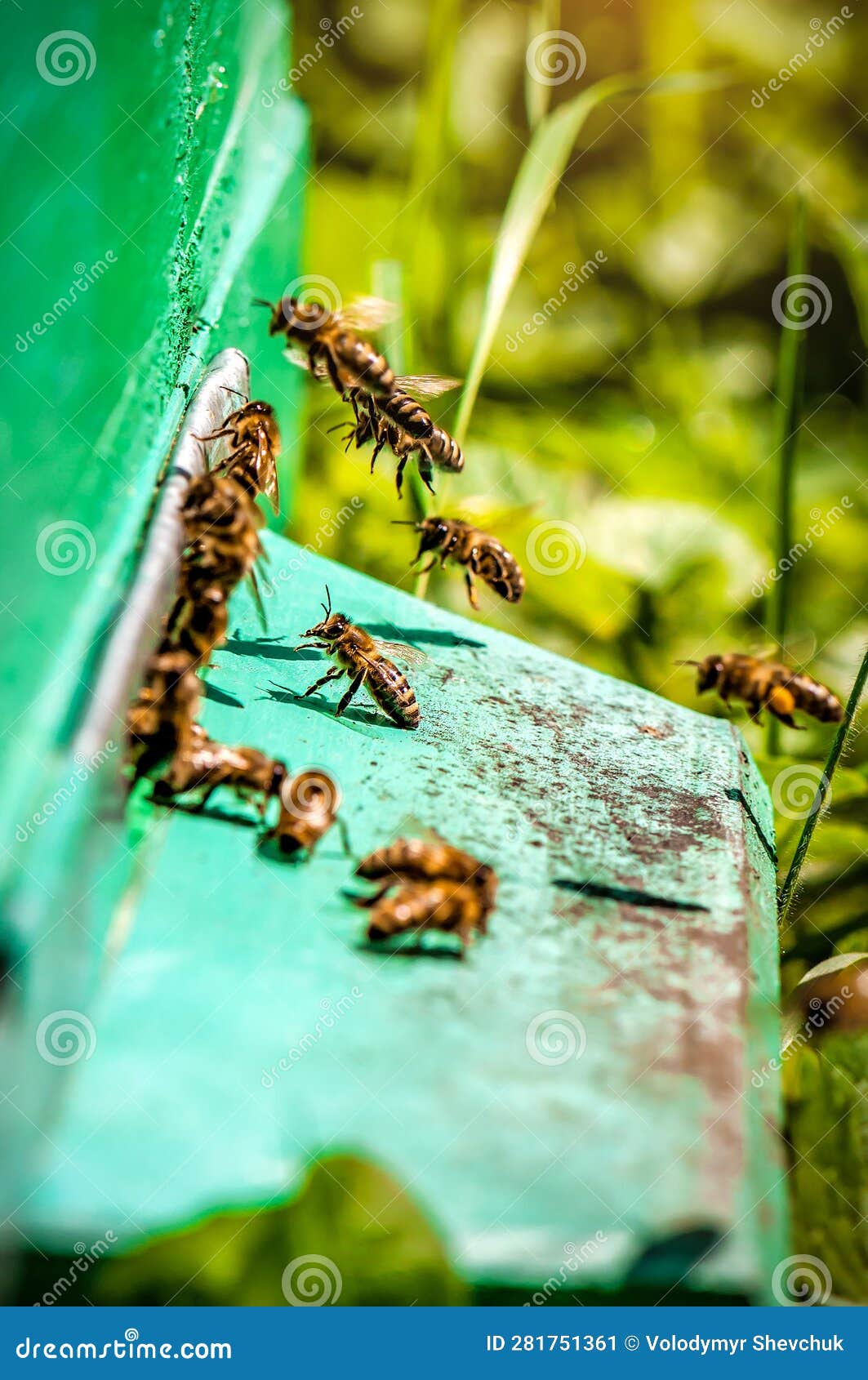 Honey Bees with Pollen Basket Which Flying in Their Hive Stock Image ...