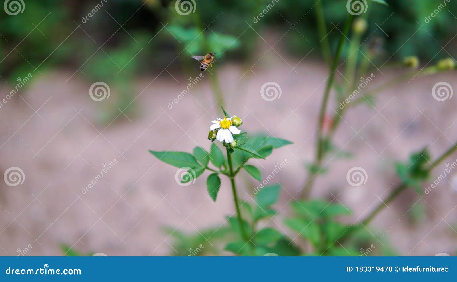 Honey Bees Pollinating on Flower in the Garden Stock Photo - Image of ...