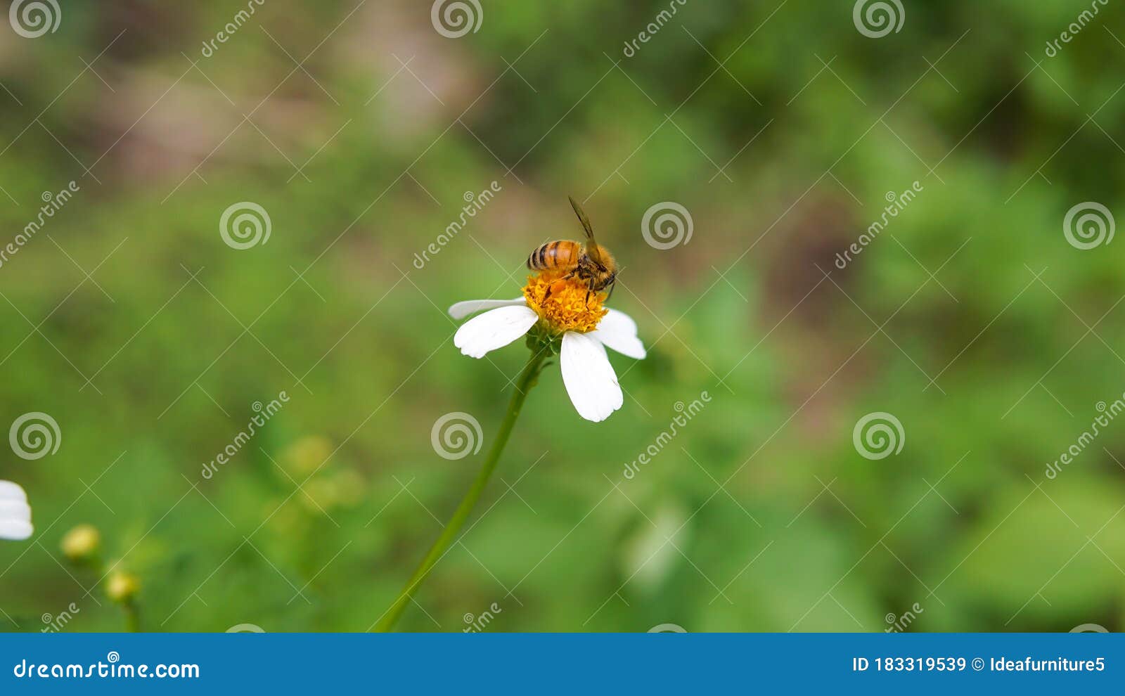 Honey Bees Pollinating on Flower in the Garden Stock Image - Image of ...