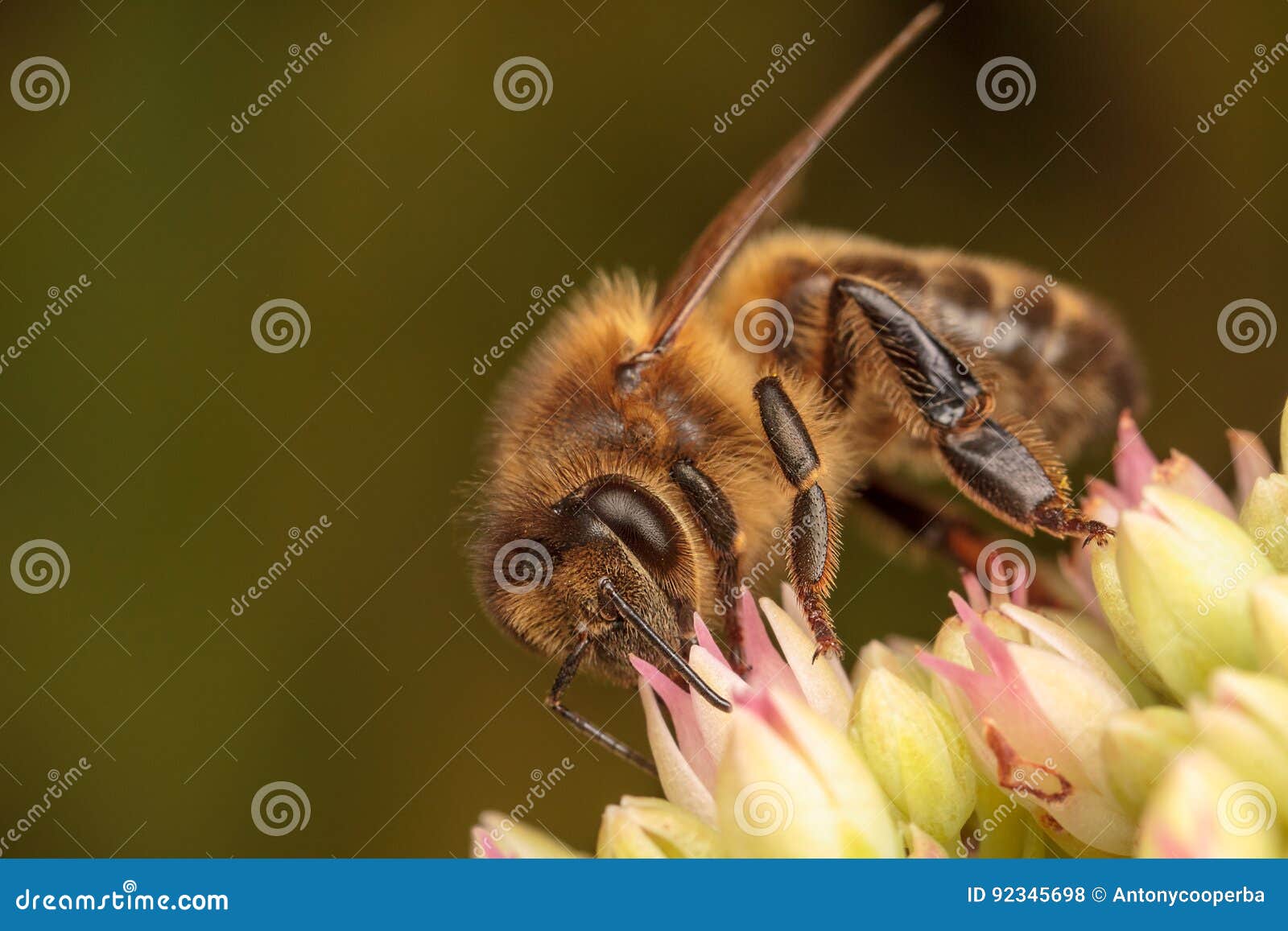 Honey Bees stock photo. Image of succulent, apis, resting - 92345698