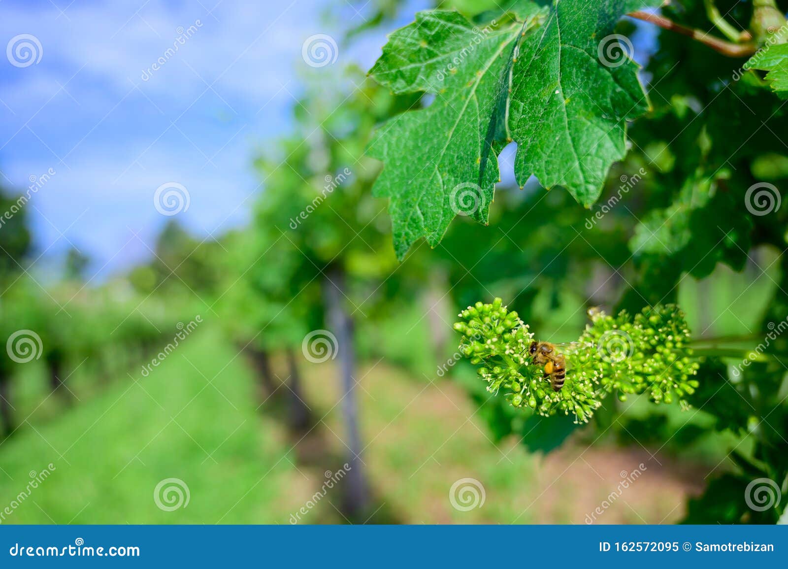Honey Bees Pollinating Vine Blossom in Vineyard in Early Spring Stock ...