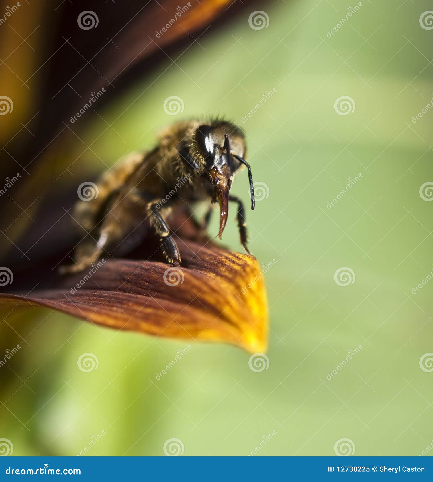 Honey Bees Proboscis Close Up Stock Image - Image of proboscis, yellow ...