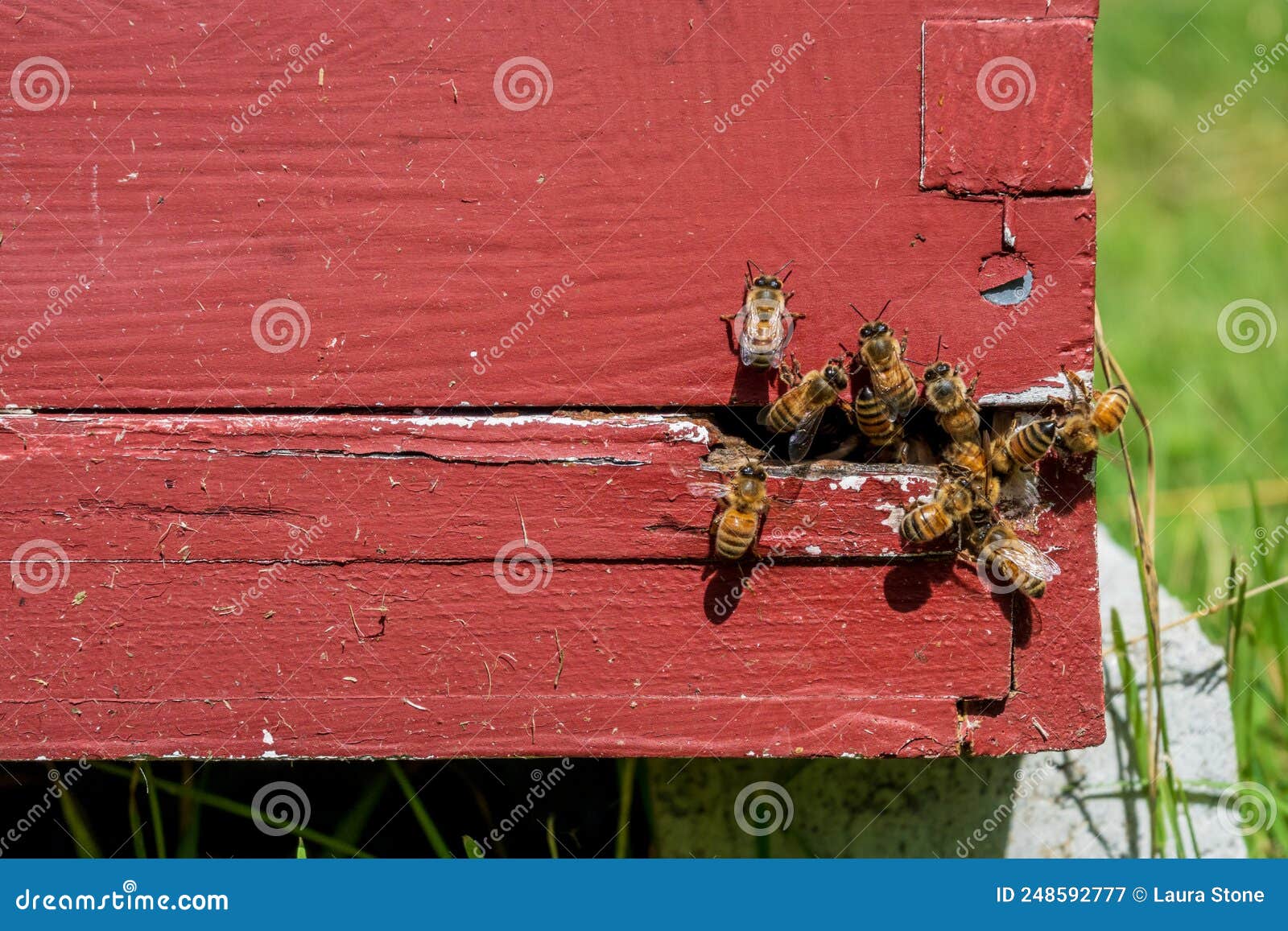 Honey Bees on a Red Hive Frame. Stock Image - Image of beehive ...
