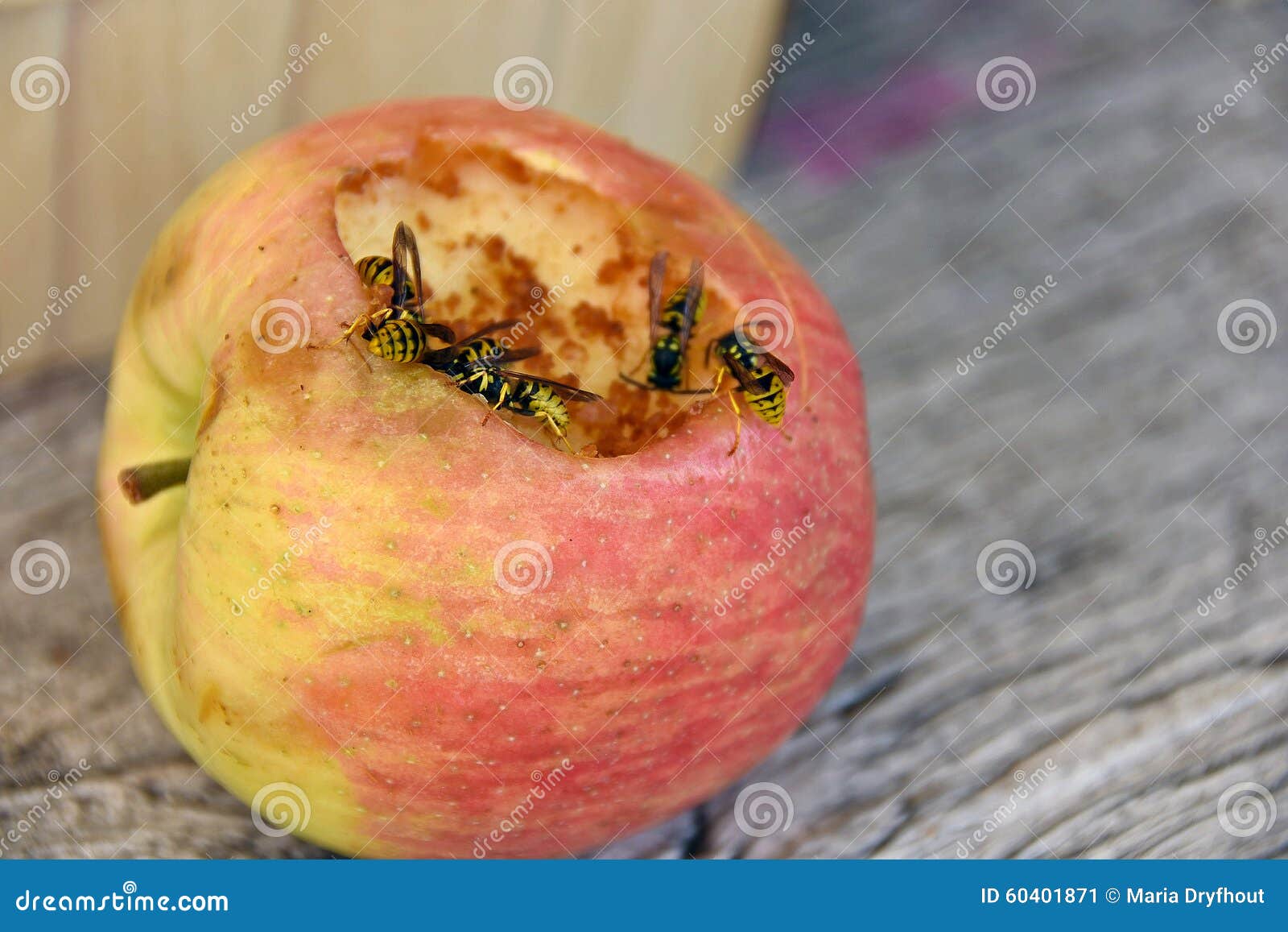 Honey Bees on Rotting Apple Stock Image - Image of rotten, nutrition ...