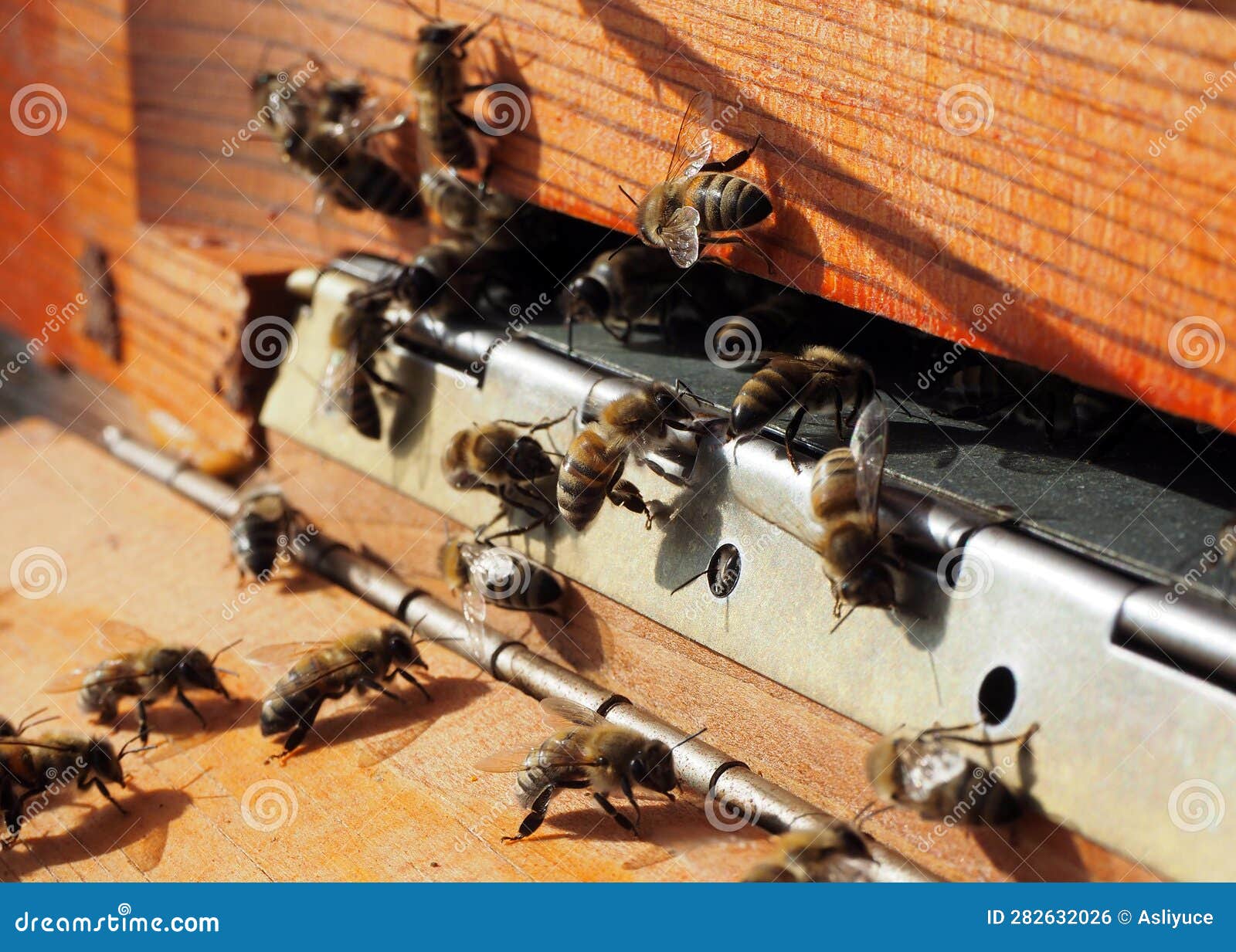 Honey bees running stock photo. Image of breeding, beehive - 282632026