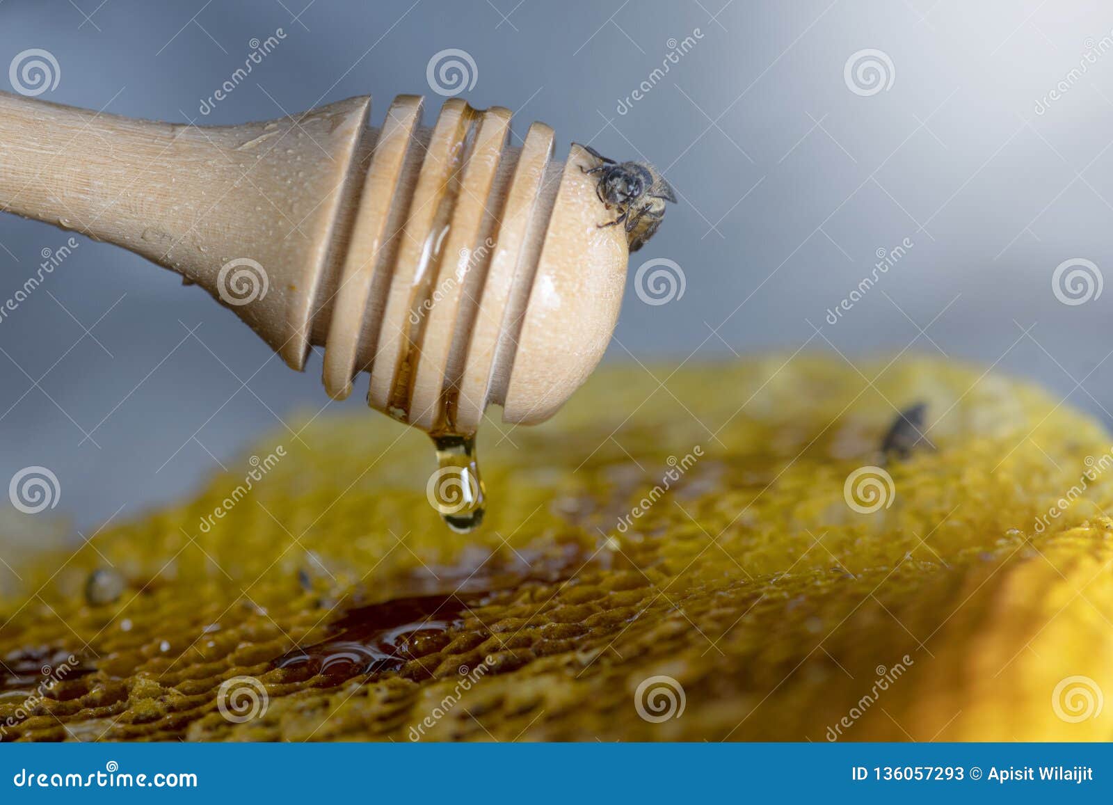 Honey Bees and Honey Stick on Beehive. Stock Image - Image of forest ...