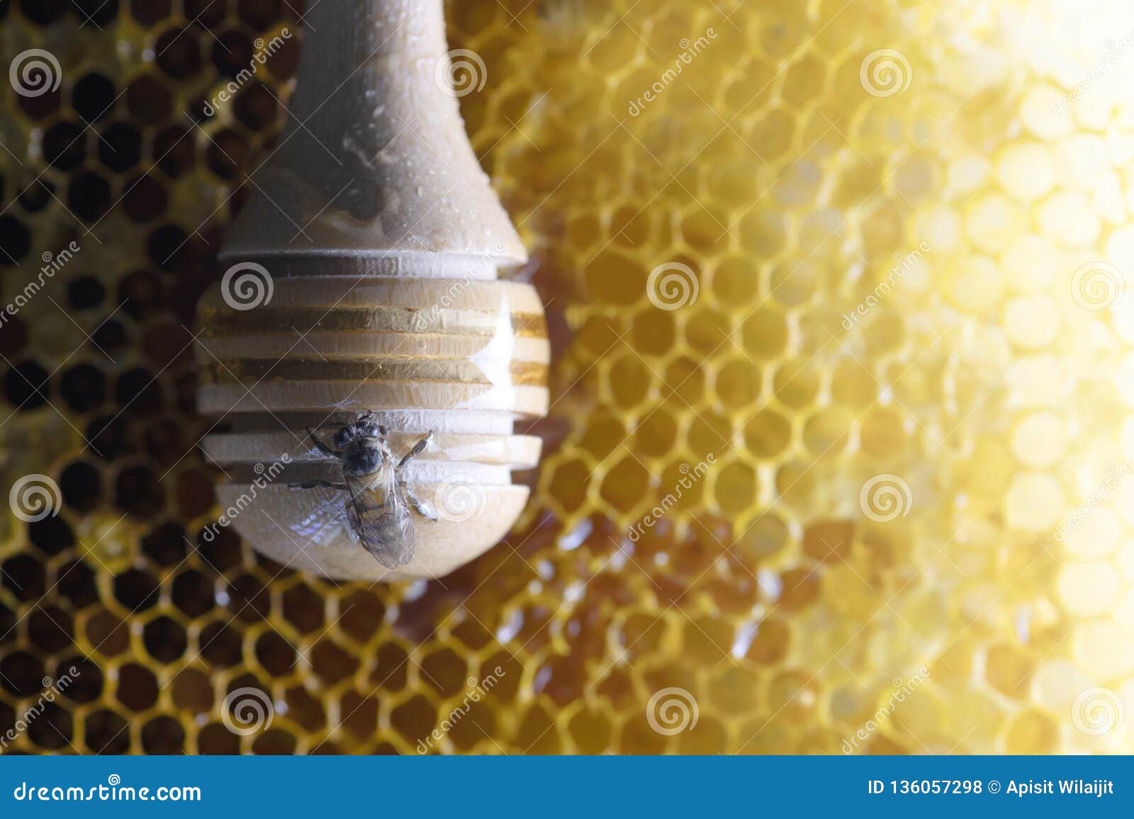 Honey Bees and Honey Stick on Beehive. Stock Photo - Image of macro ...
