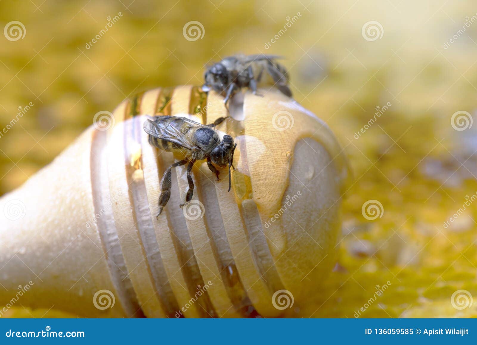 Honey Bees and Honey Stick on Beehive. Stock Image - Image of garden ...