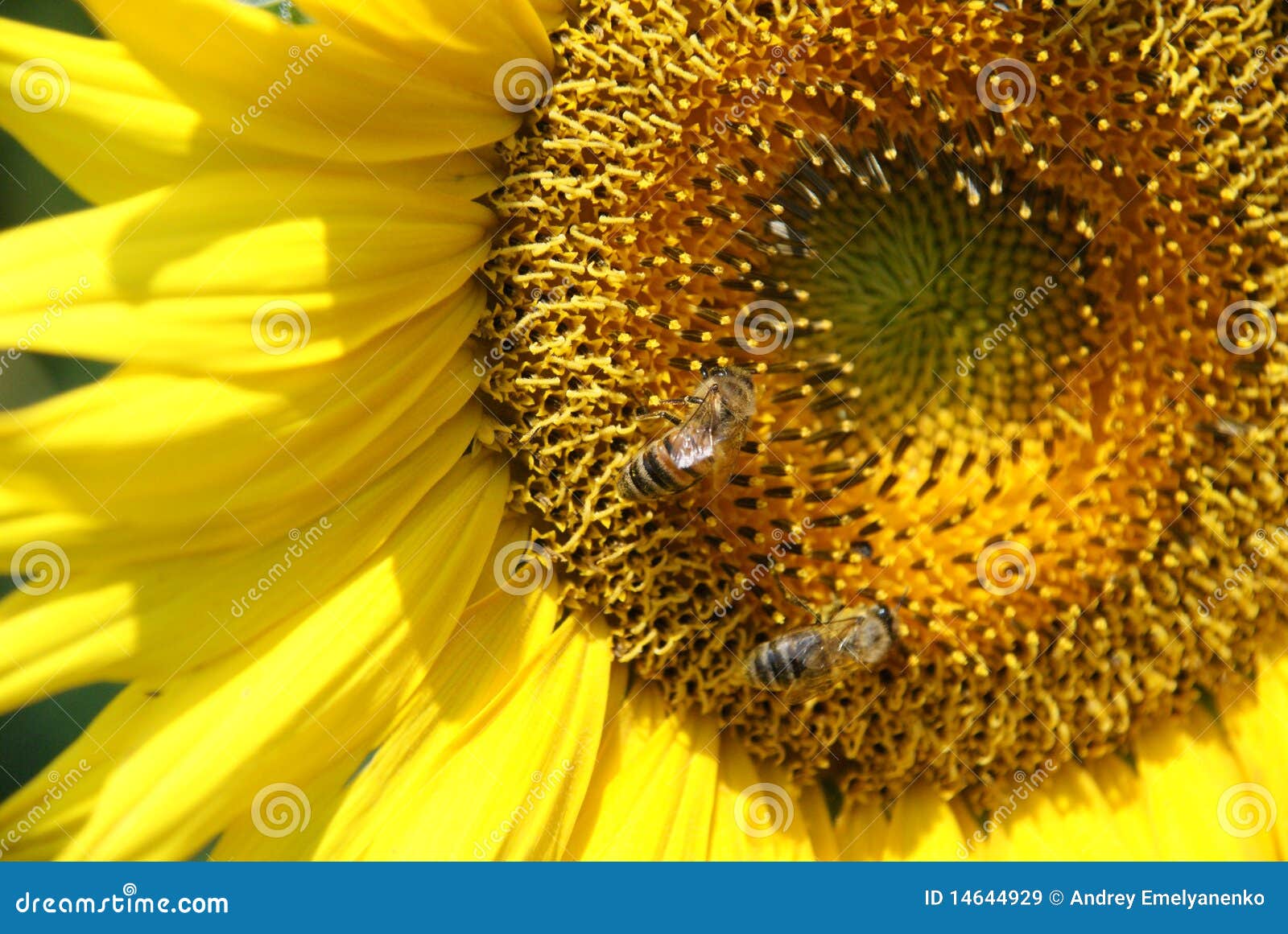 Honey bees on Sunflower stock image. Image of closeup - 14644929