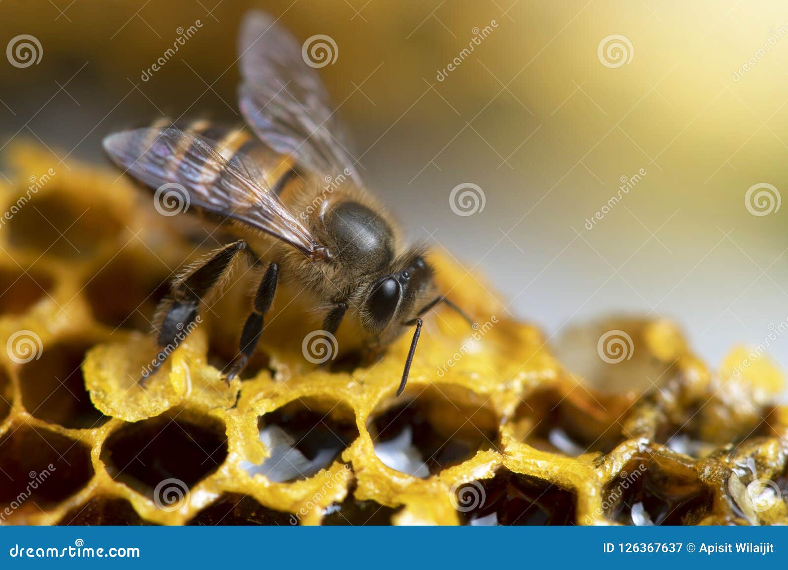 Honey Bees Sur La Ruche D'abeille Image stock - Image du ruche, forêt ...