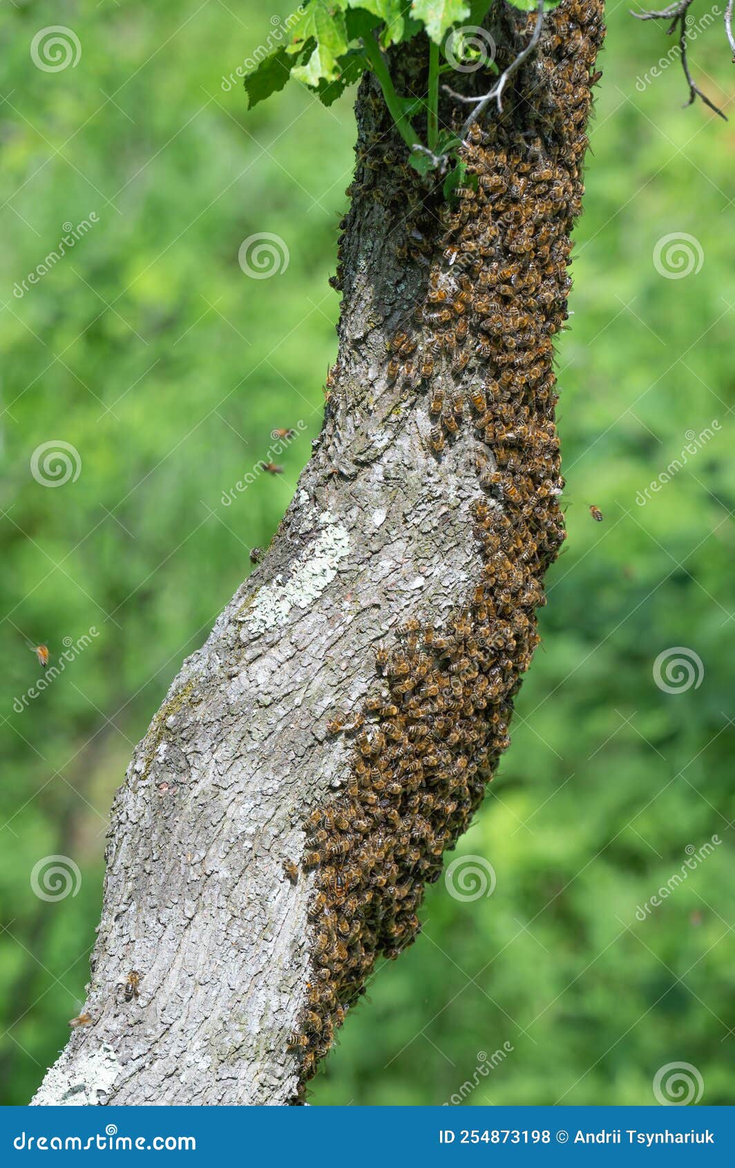 Honey Bees Swarm on Trees, Insects are Workers. Stock Photo - Image of ...