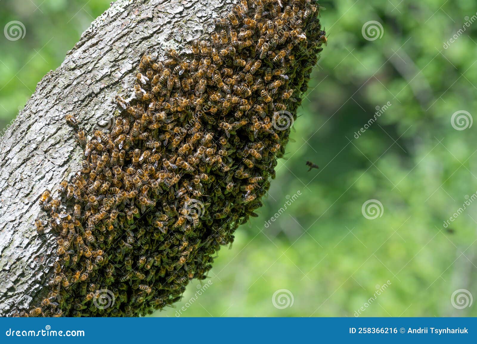 Honey Bees Swarm on Trees, Insects are Workers. Stock Photo - Image of nature, sting: 258366216