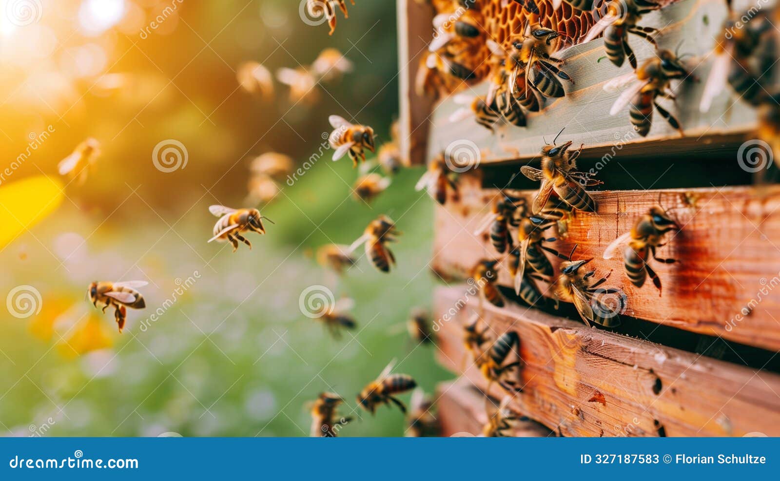 Bees Swarming On Honeycomb, Extreme Macro Shot. Insects Working Beehive ...
