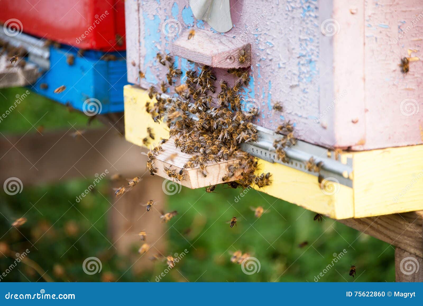 Honey Bees Swarming and Flying Around Their Beehive. Stock Photo ...